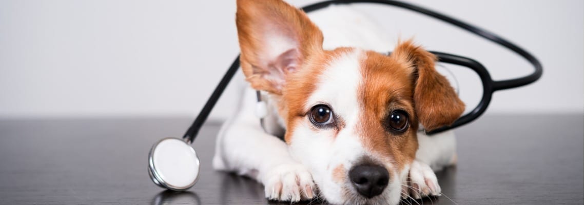 Classement des mutuelles pour chien de 2026 - Conseils-animaux.fr