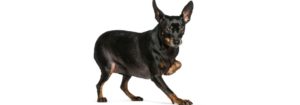 Pinscher nain : prix, caractéristiques, éducation et soins