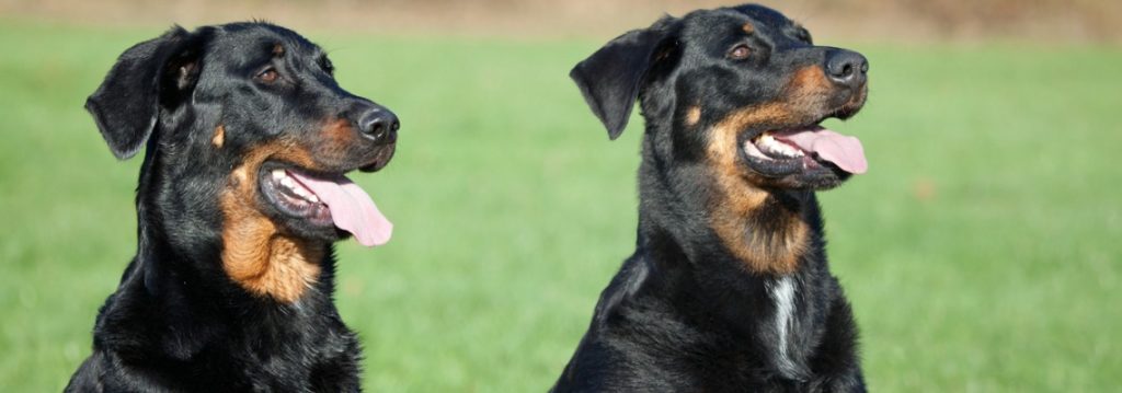 Beauceron : prix, caractère, éducation, santé et soins