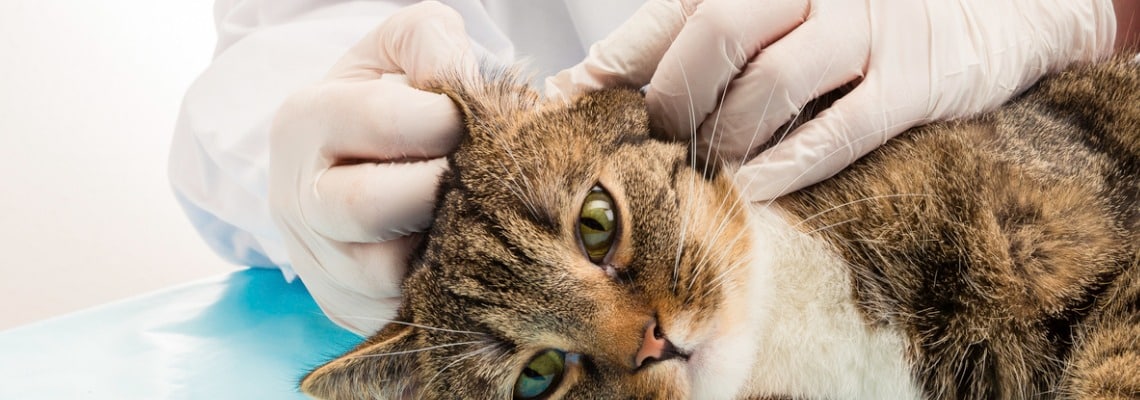 Les traitements naturels de la gale d'oreille du chat - Conseils-animaux.fr