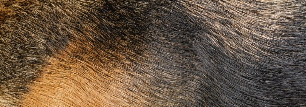 Pelage du chien : tout ce qu'il faut savoir - Conseils-animaux.fr