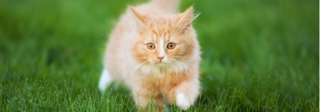 Le poids du chaton et sa courbe de croissance - Conseils-animaux.fr