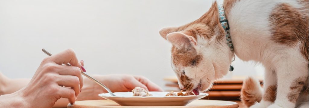 Classement des marques d'alimentation pour chat de 2026