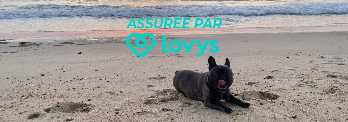 Responsabilité civile pour un chien blessé - Conseils-animaux.fr