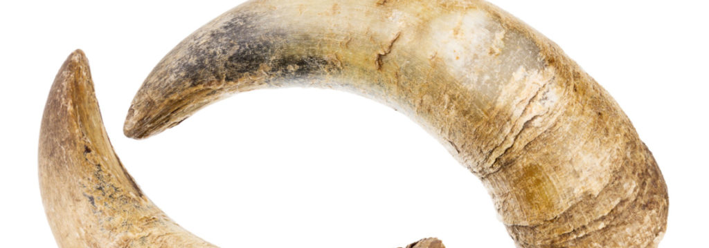 Corne de bœuf pour chien : comparatif, dangers et avis - Conseils ...