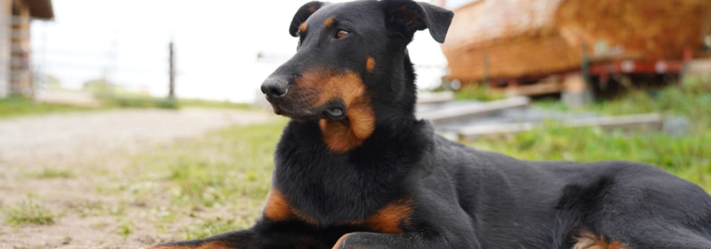 Beauceron : prix, caractère, éducation, santé et soins