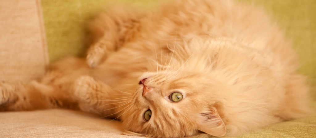 Les races de chat roux - Conseils-animaux.fr