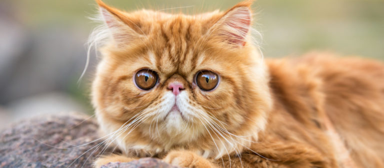 Les races de chat roux - Conseils-animaux.fr