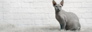 13 races de chat aux grandes oreilles - Conseils-animaux.fr