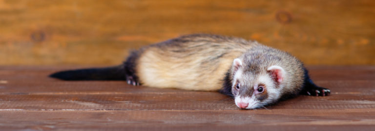 Furet domestique : prix, caractère, éducation, santé et soins