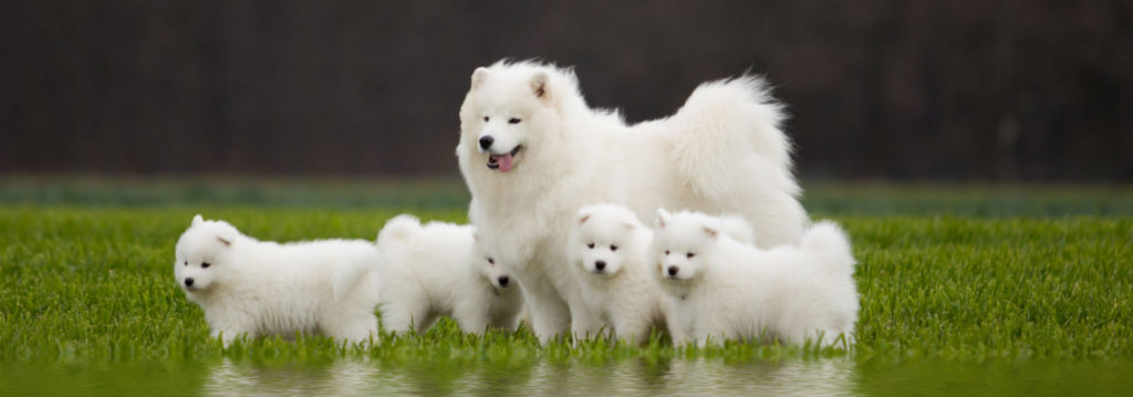 Samoyède, tout savoir sur cette race de chien