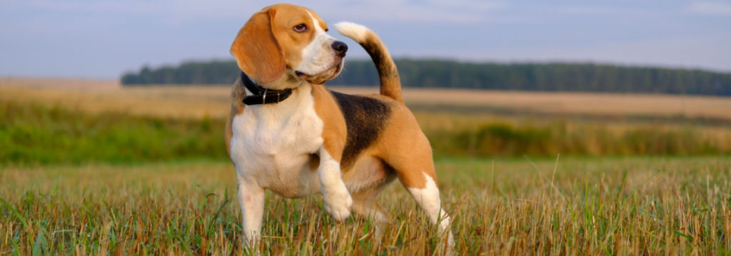 Beagle : prix, caractère, éducation, soins et santé