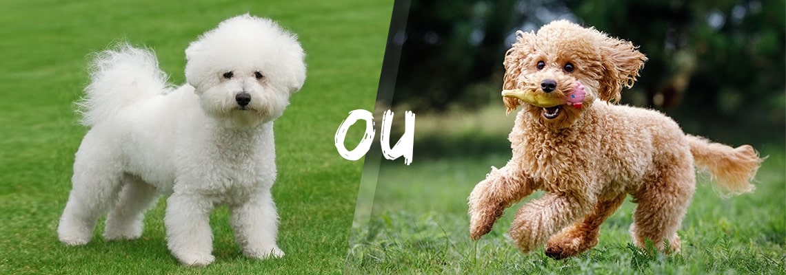 Bichon ou Caniche : les différences entre ces 2 races de chien