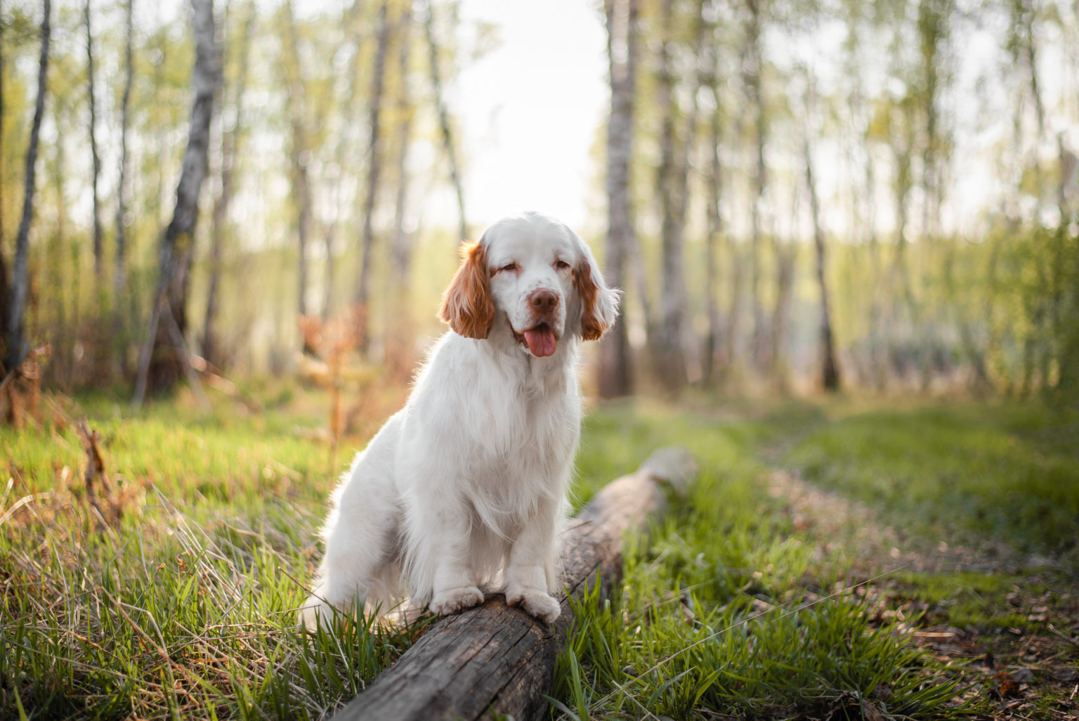 Clumber Spaniel, tout savoir sur cette race de chien