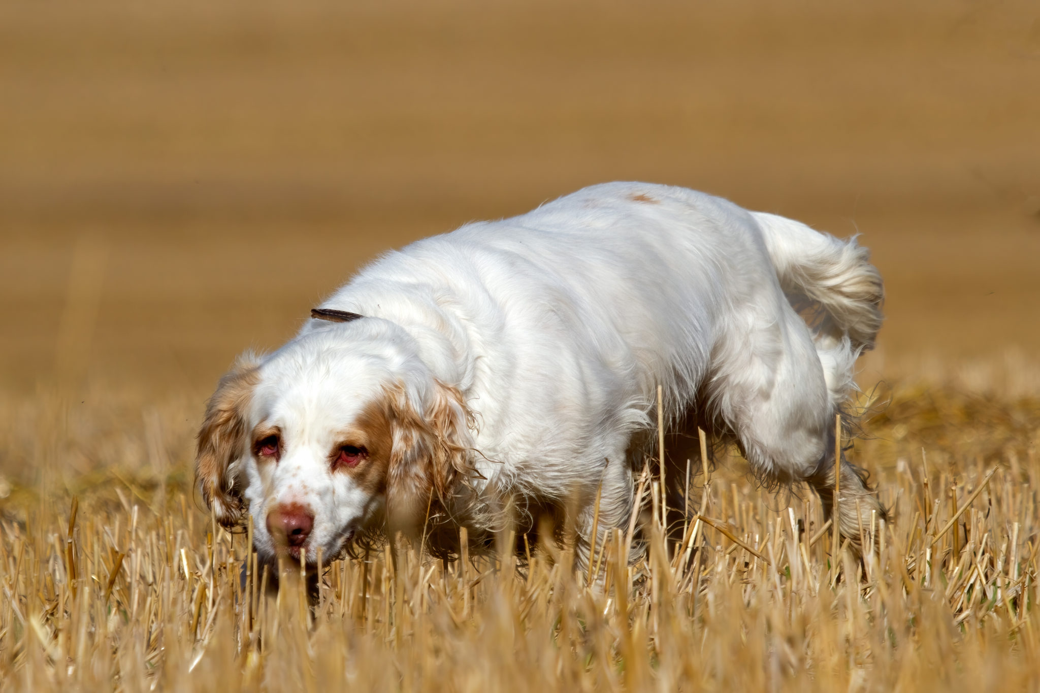 Clumber Spaniel, tout savoir sur cette race de chien