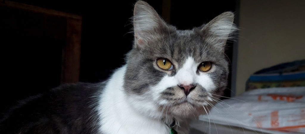 5 plus belles races de chat gris et blanc - Conseils-animaux.fr