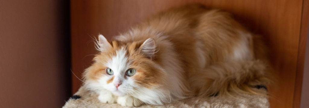 Les chat roux et blancs - Conseils-animaux.fr