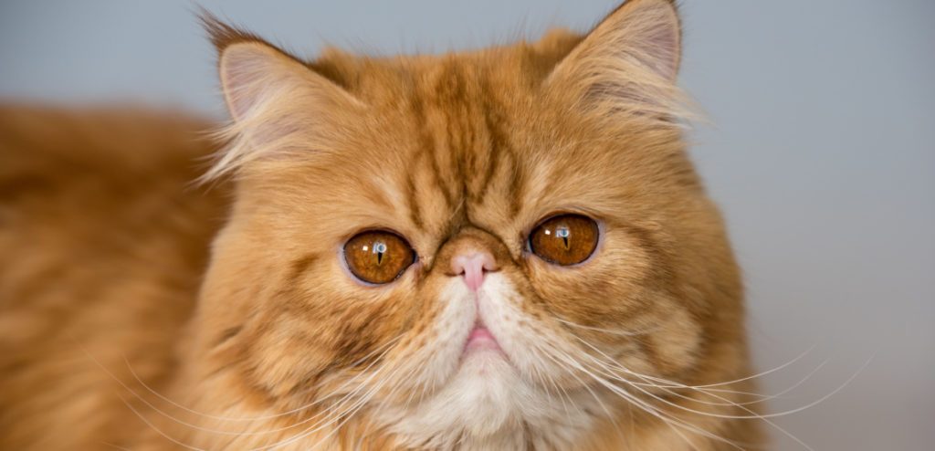 Chat roux à poil long : les 4 plus belles races - Conseils-animaux.fr