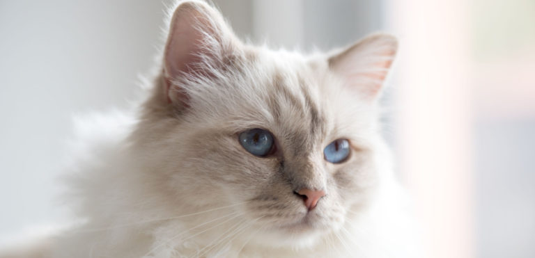6 races de chat blanc aux yeux bleus - Conseils-animaux.fr
