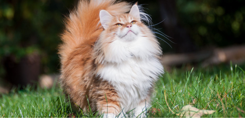 Les chat roux et blancs - Conseils-animaux.fr