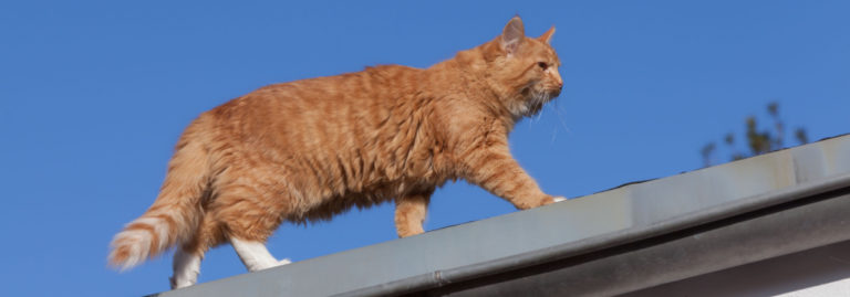 Les races de chat roux - Conseils-animaux.fr