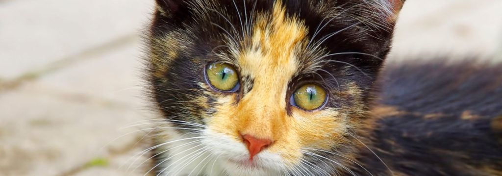 Qui est le chat Calico ? - Conseils-animaux.fr