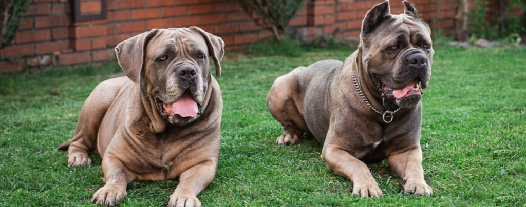 Les 14 races de chien italien - Conseils-animaux.fr