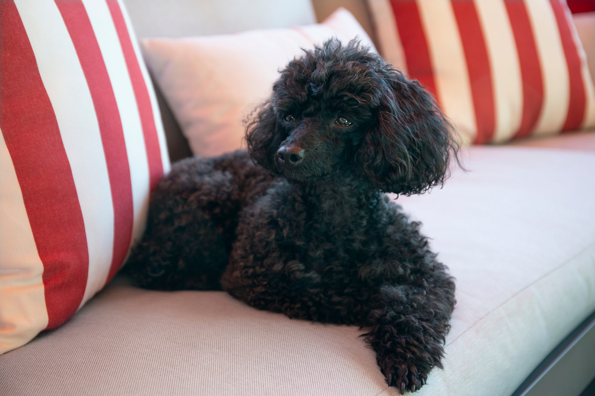 Caniche toy, tout savoir sur cette variété de caniche