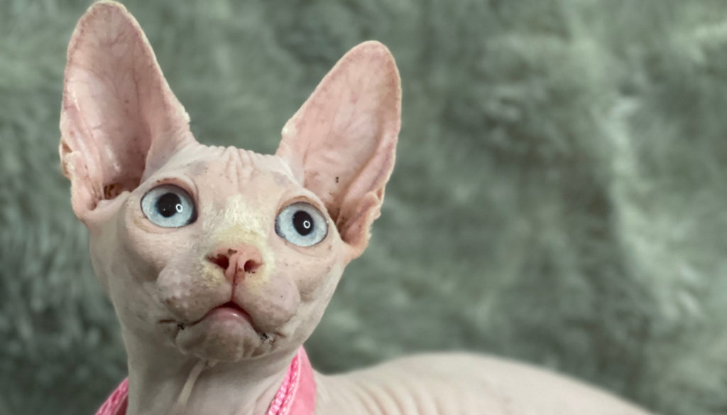 13 races de chat aux grandes oreilles - Conseils-animaux.fr