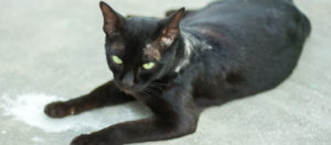 Gale du chat : tout savoir sur cette maladie de peau - Conseils-animaux.fr