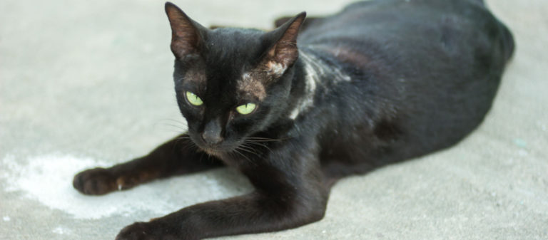 Gale du chat : tout savoir sur cette maladie de peau - Conseils-animaux.fr