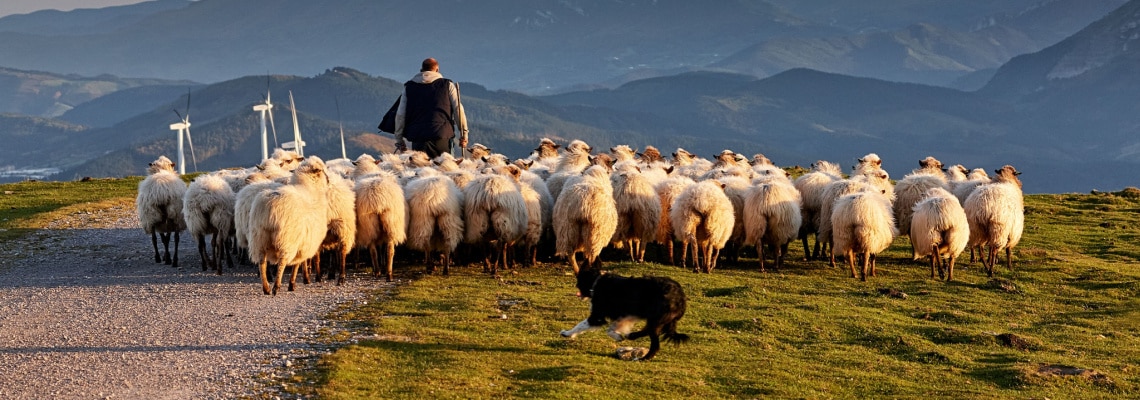 20 races de chien de berger - Conseils-animaux.fr