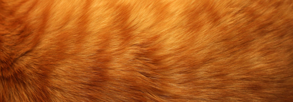 Pelage, robes et couleurs : tout savoir sur l’apparence du chat