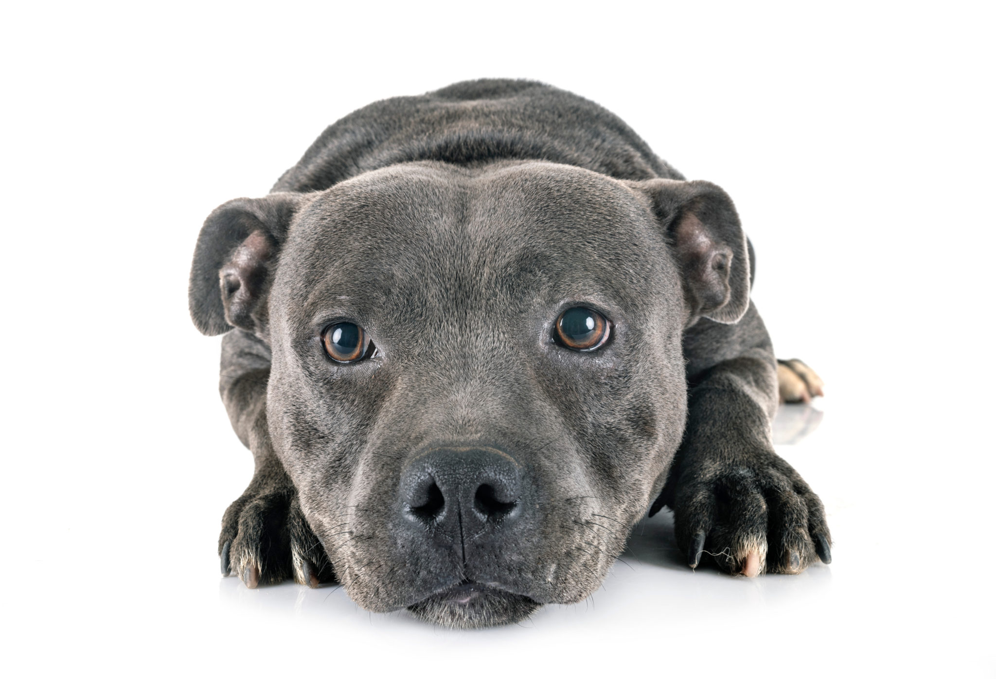 Staffie bleu, tout savoir sur cette race de chien