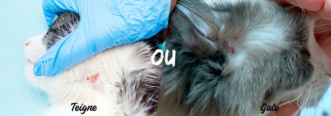 Teigne ou gale du chat : les différences - Conseils-animaux.fr