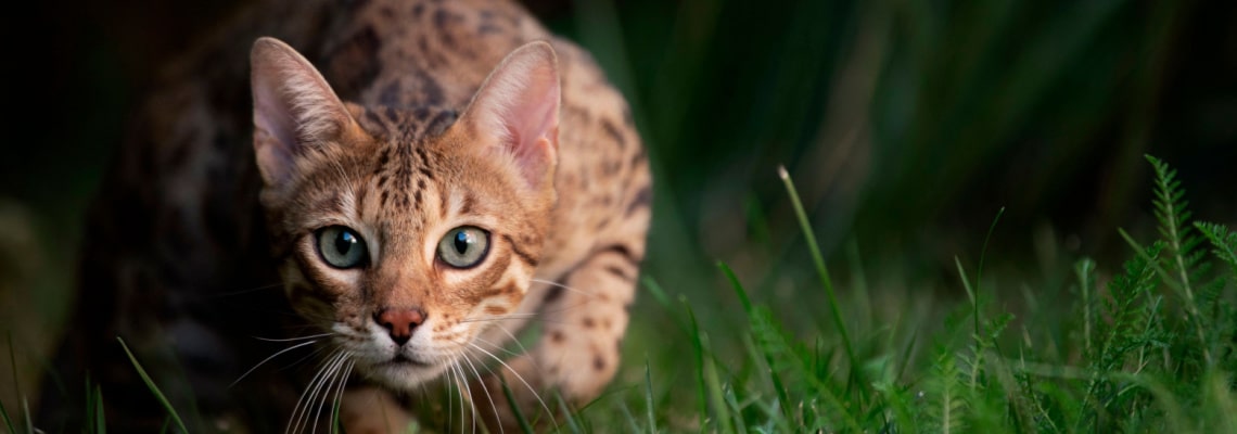 15 chats qui ne perdent pas leur poil - Conseils-animaux.fr