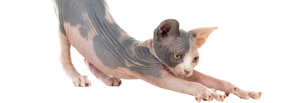Les plus belles races de chat sans poil - Conseils-animaux.fr