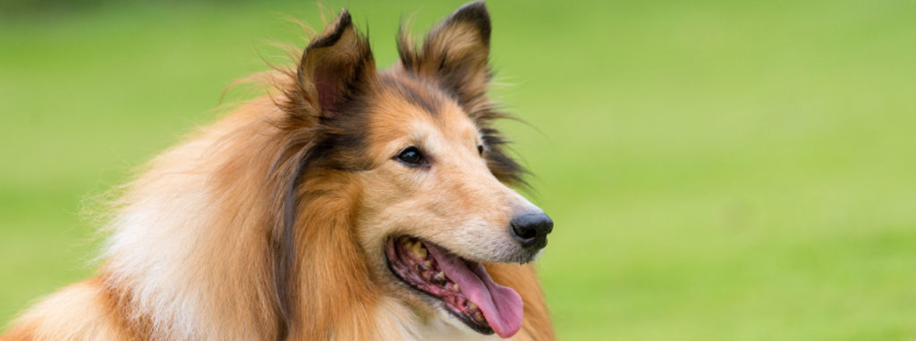 Croquette pour Colley : comparatif et avis - Conseils-animaux.fr
