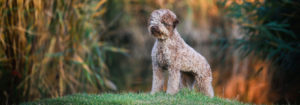 Chien d'eau romagnol : prix, caractère, alimentation et soins