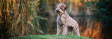 Chien d'eau romagnol : prix, caractère, alimentation et soins