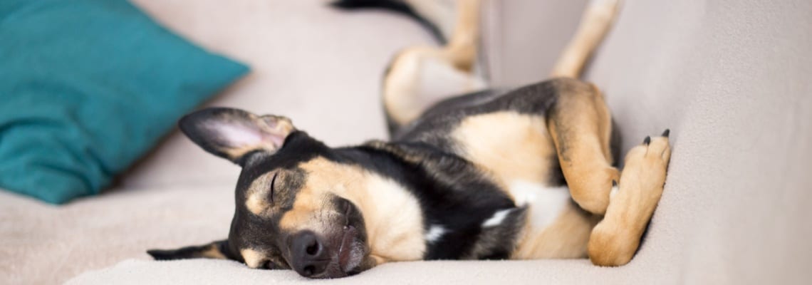 Races de chien les plus mignons - Conseils-animaux.fr