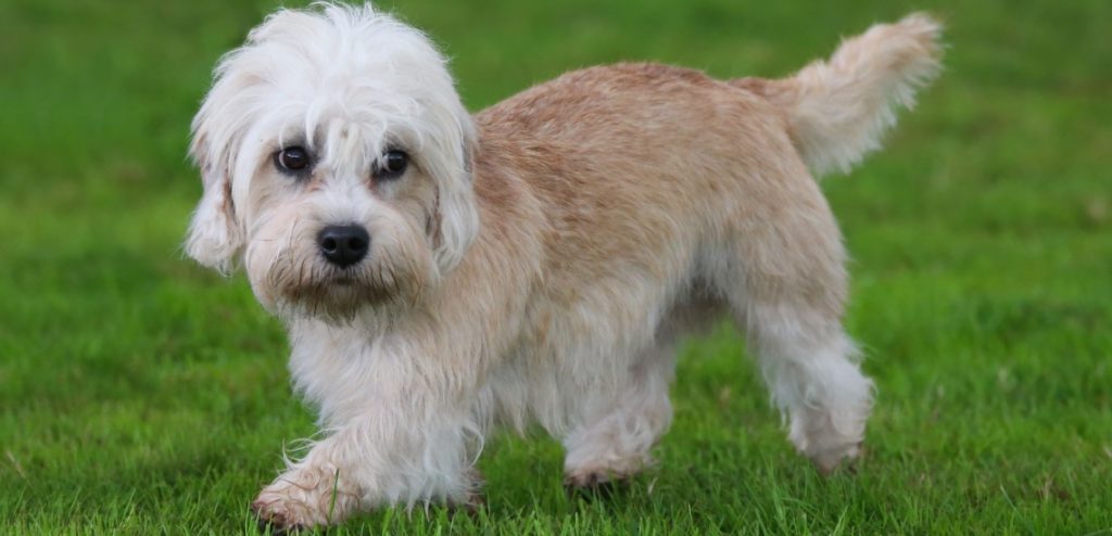 Liste complète des races de chien de terrier - Conseils-animaux.fr