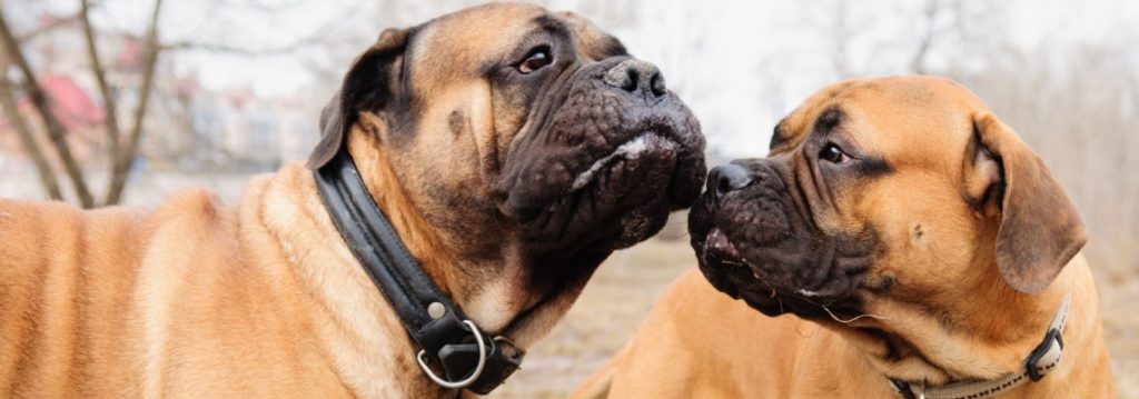 Bullmastiff : caractère, éducation, prix et alimentation
