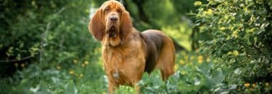 Chien de Saint-Hubert : caractéristiques, prix et entretien