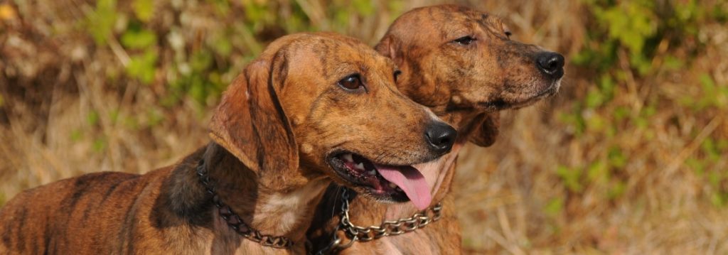 Chien courant italien : prix, caractère, éducation, alimentation et soins