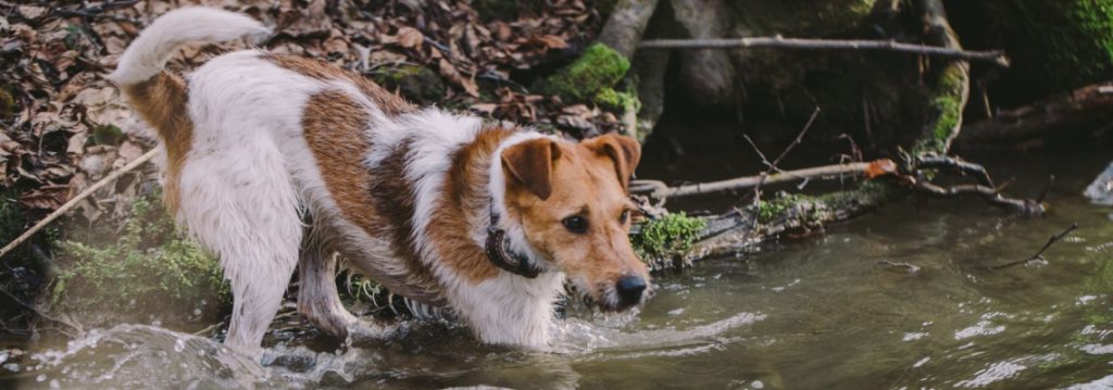 Liste complète des races de chien de terrier - Conseils-animaux.fr