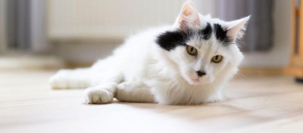 Angora Turc : prix, caractère, alimentation, soins et santé