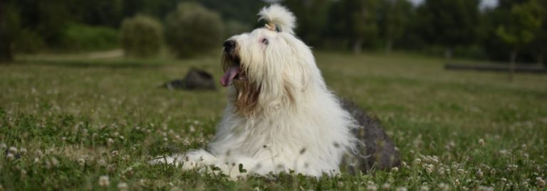 Bobtail : prix, caractère, éducation, alimentation et soins