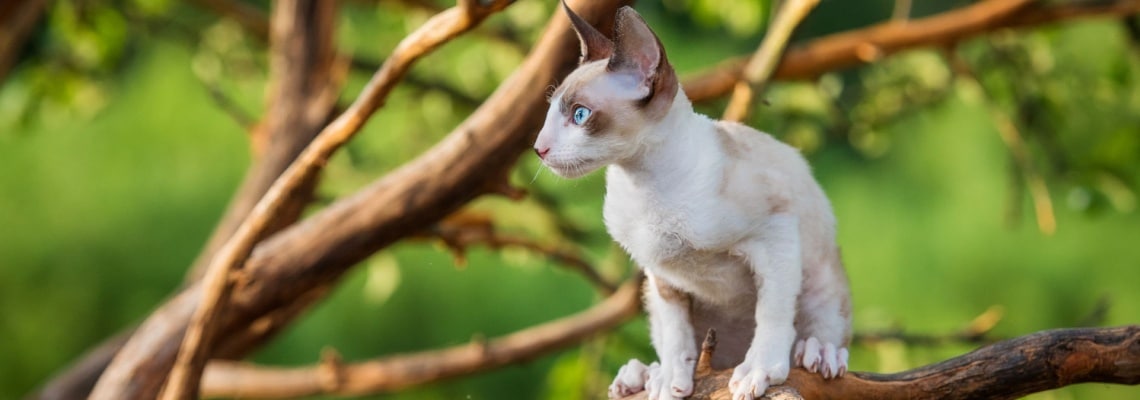 11 races de chats aux poils courts - Conseils-animaux.fr