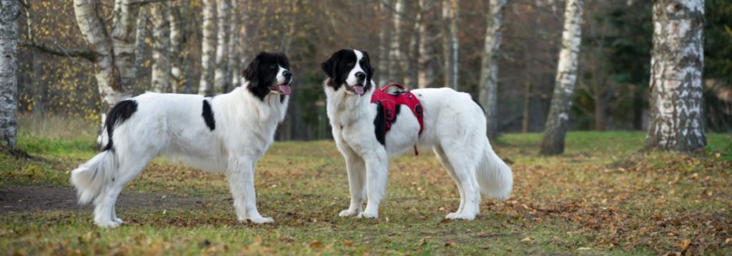 Landseer : caractère, éducation, prix et soins préconisés